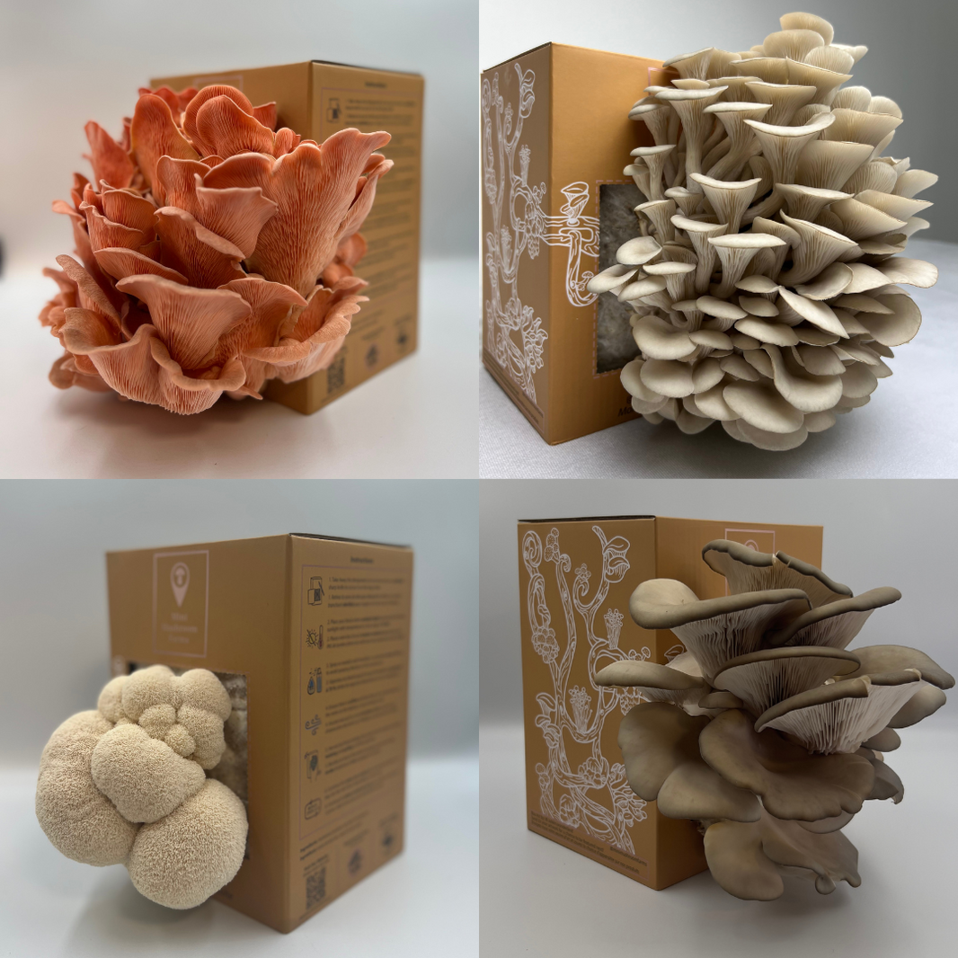 Mushroom Grow Kits | Easy to Use High Yield Grow Kits ...