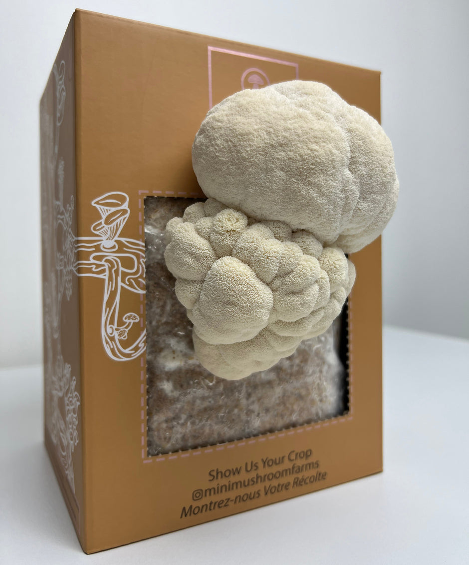 Mushroom Grow Kits | Easy to Use High Yield Grow Kits ...