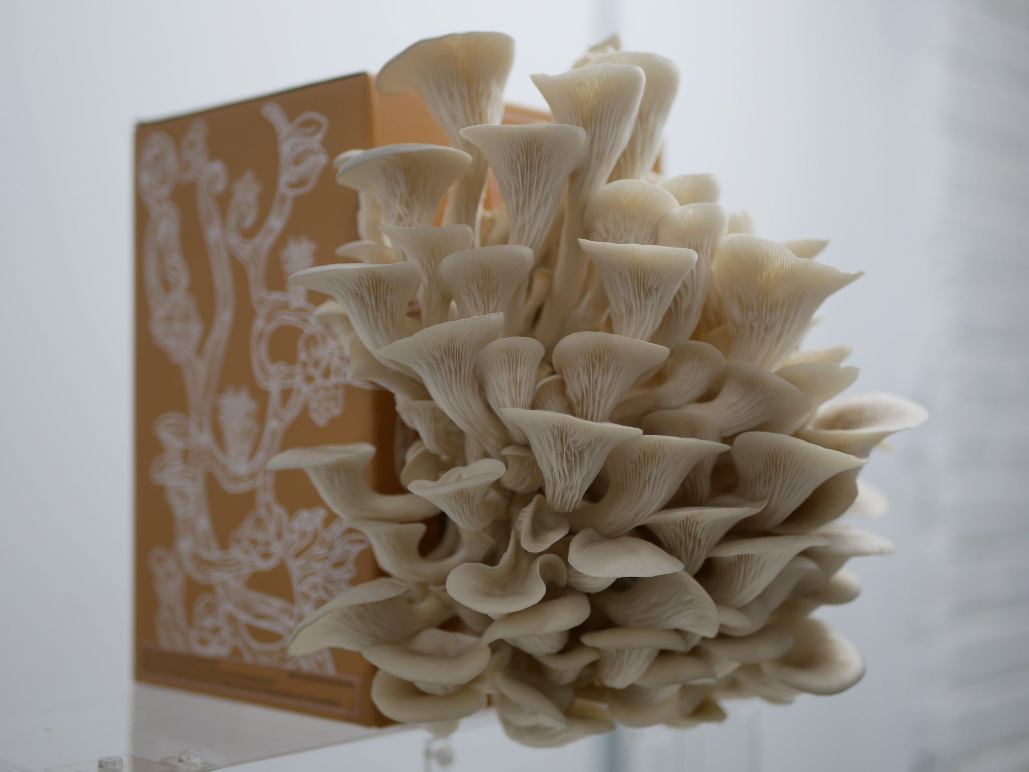 Bundles – minimushroomfarms.com